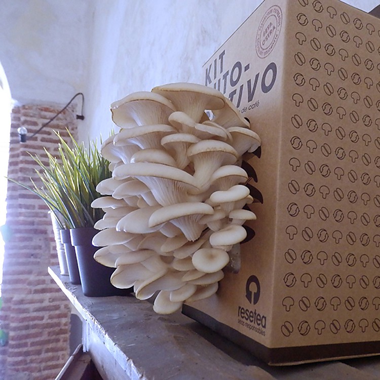 Kit para cultivar setas en casa